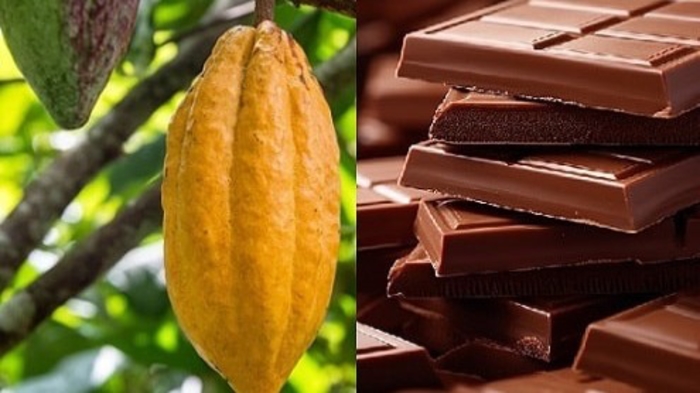 How is chocolate made: Tracing its delicious roots?